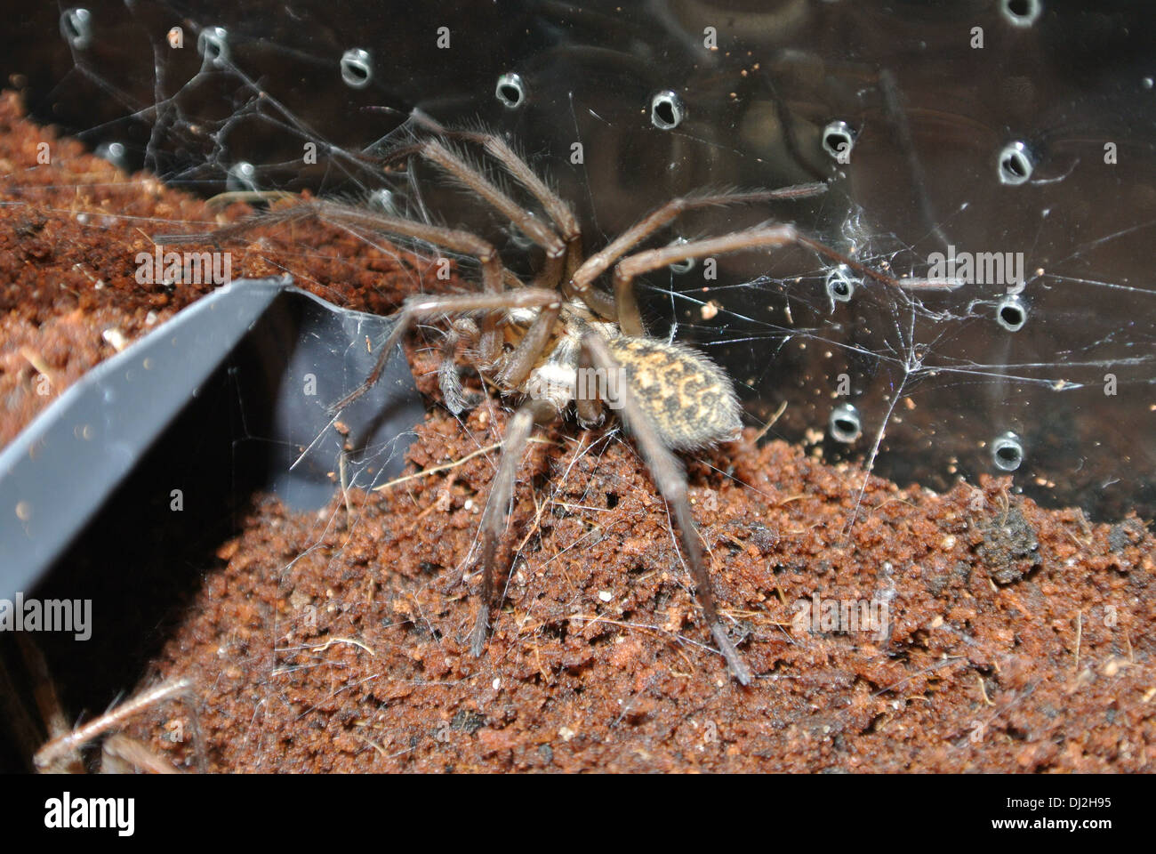 Big House Spider High Resolution Stock Photography and Images - Alamy