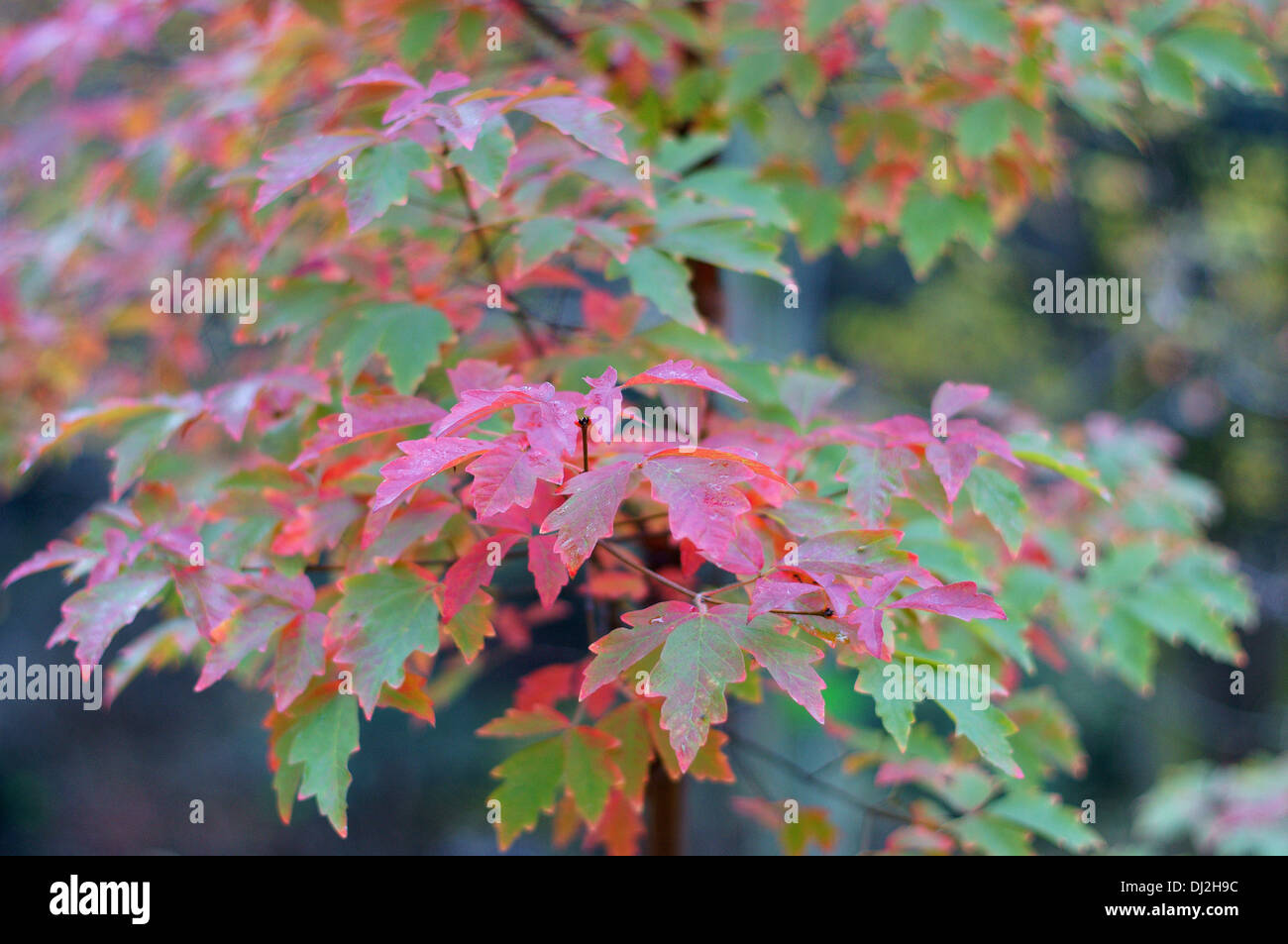 Paperbark maple leaves turning red in autumn Acer griseum Stock Photo ...