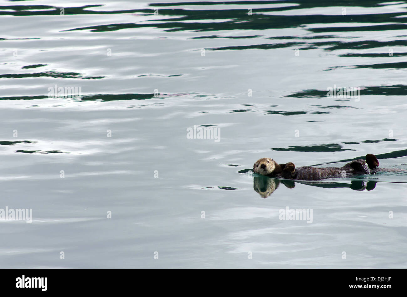 Glacier bay sea otter hi-res stock photography and images - Alamy