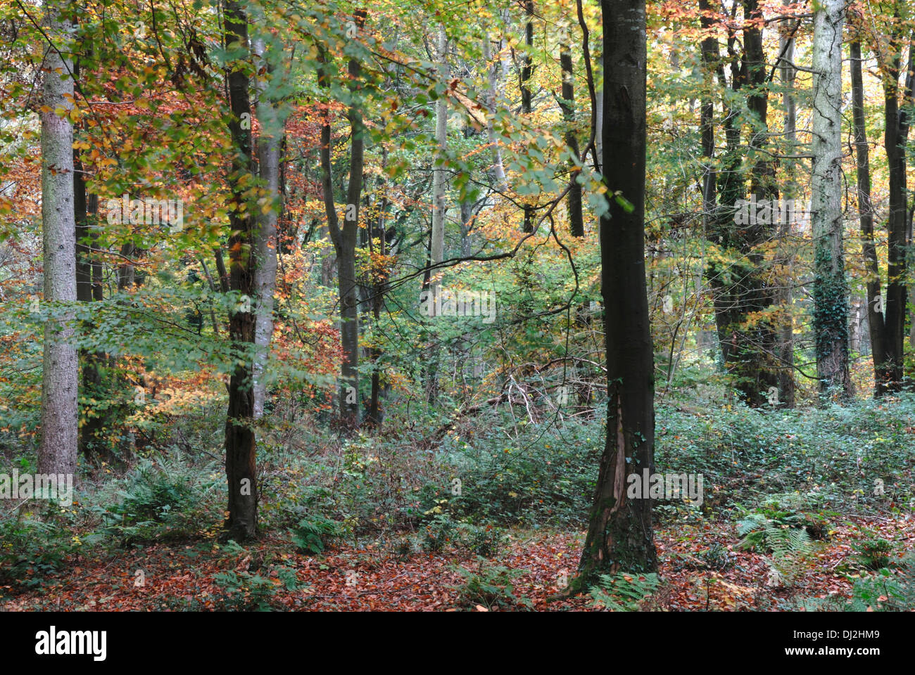 Puddletown forest hi-res stock photography and images - Alamy