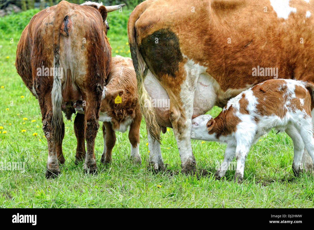 Calves drink from the mother Stock Photo - Alamy