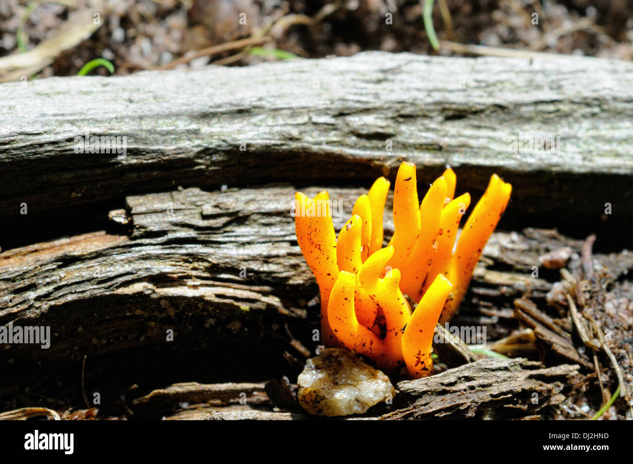Mushroom like tears hi-res stock photography and images - Alamy