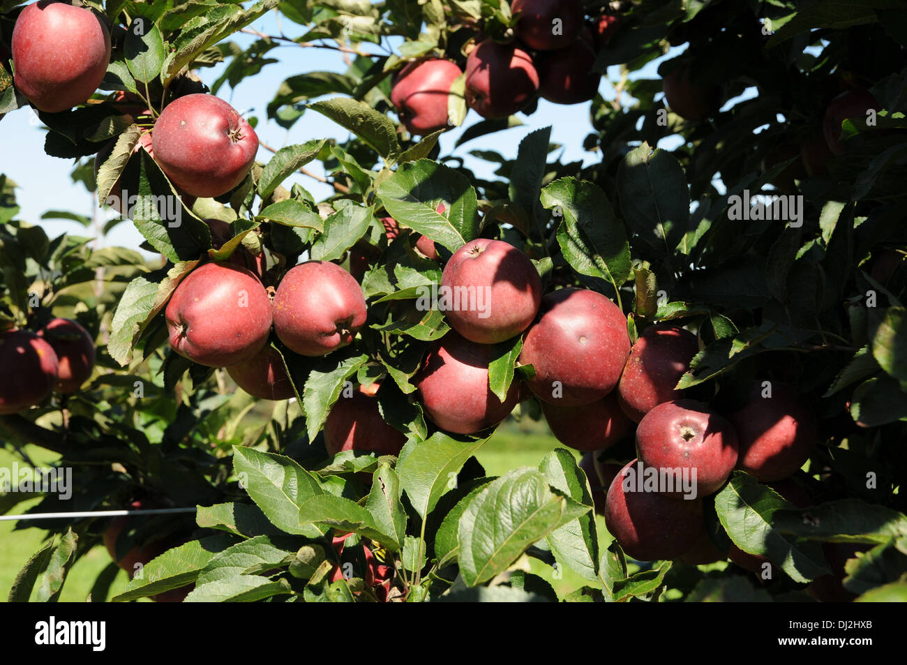 Roter apfelbaum hi-res stock photography and images - Alamy