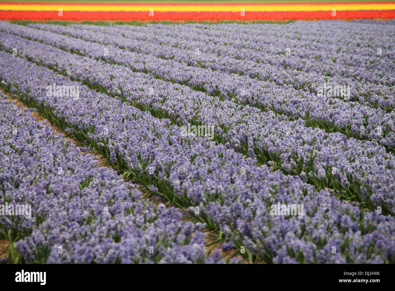 A colorful flower field Stock Photo - Alamy