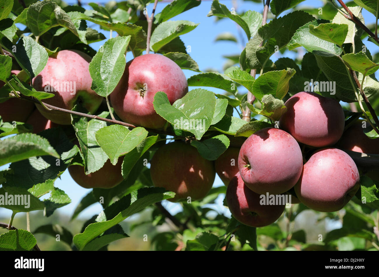 Spartan Apples High Resolution Stock Photography and Images - Alamy