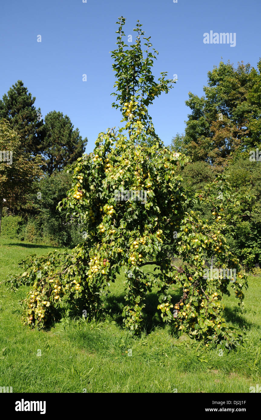 Japanese sand pear hi-res stock photography and images - Alamy