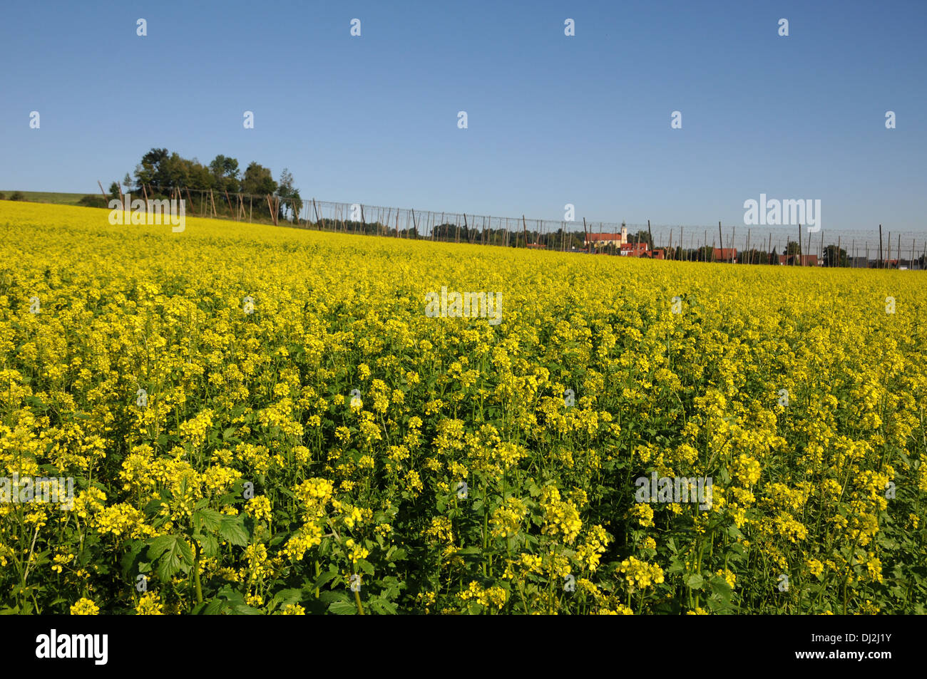 Mustard yellow hi-res stock photography and images - Alamy