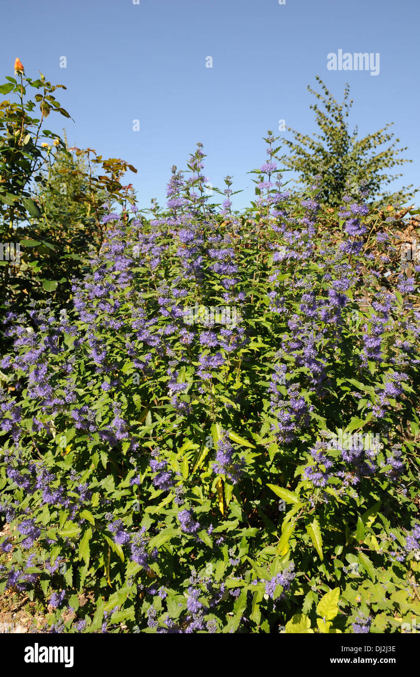 Bluebeard plant hi-res stock photography and images - Alamy