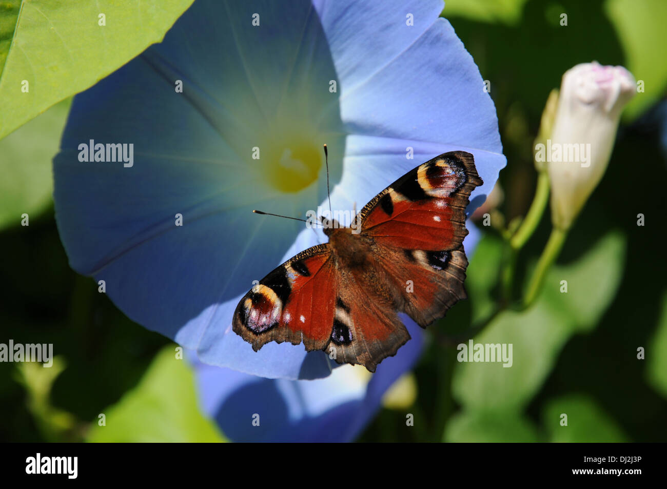 Morning peacock hi-res stock photography and images - Alamy