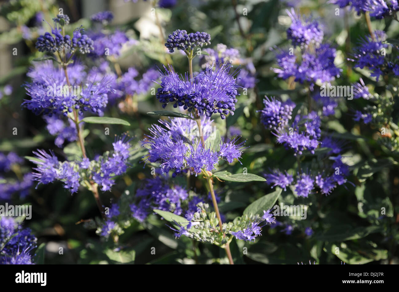 Bluebeard flower hi-res stock photography and images - Alamy