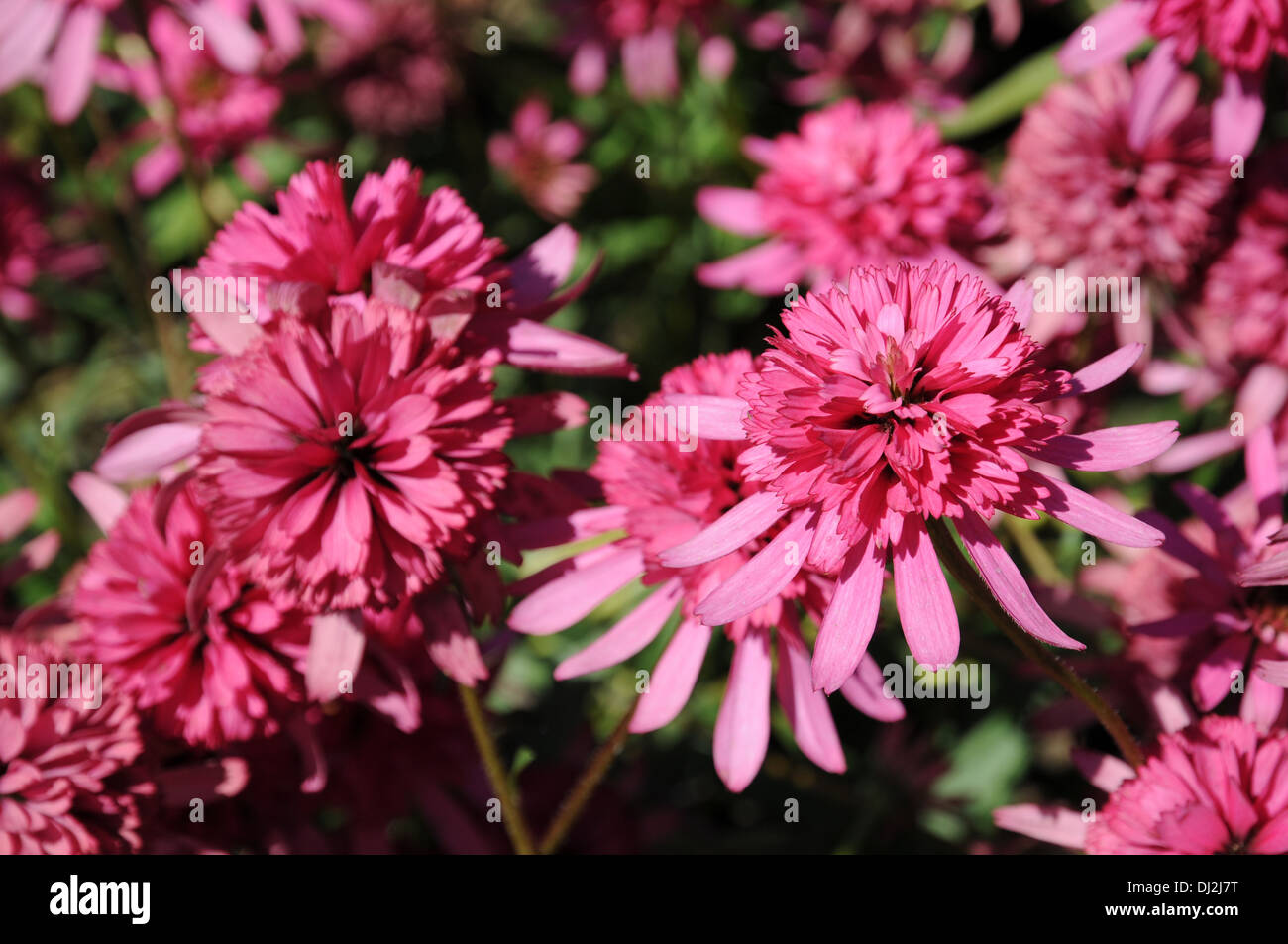 Sonnenhut tee hi-res stock photography and images - Alamy