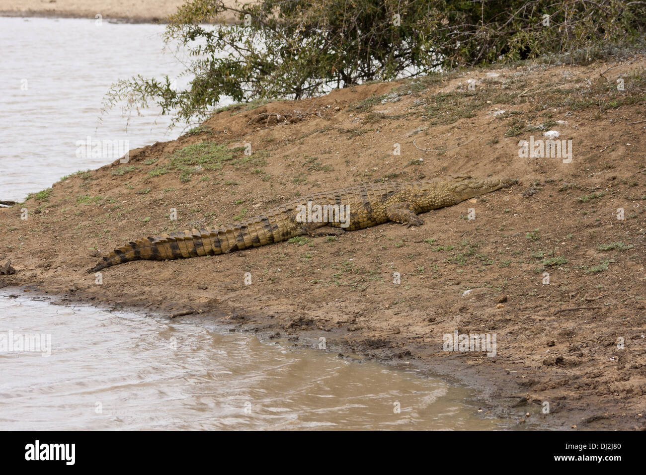 Bony crocodiles hi-res stock photography and images - Alamy