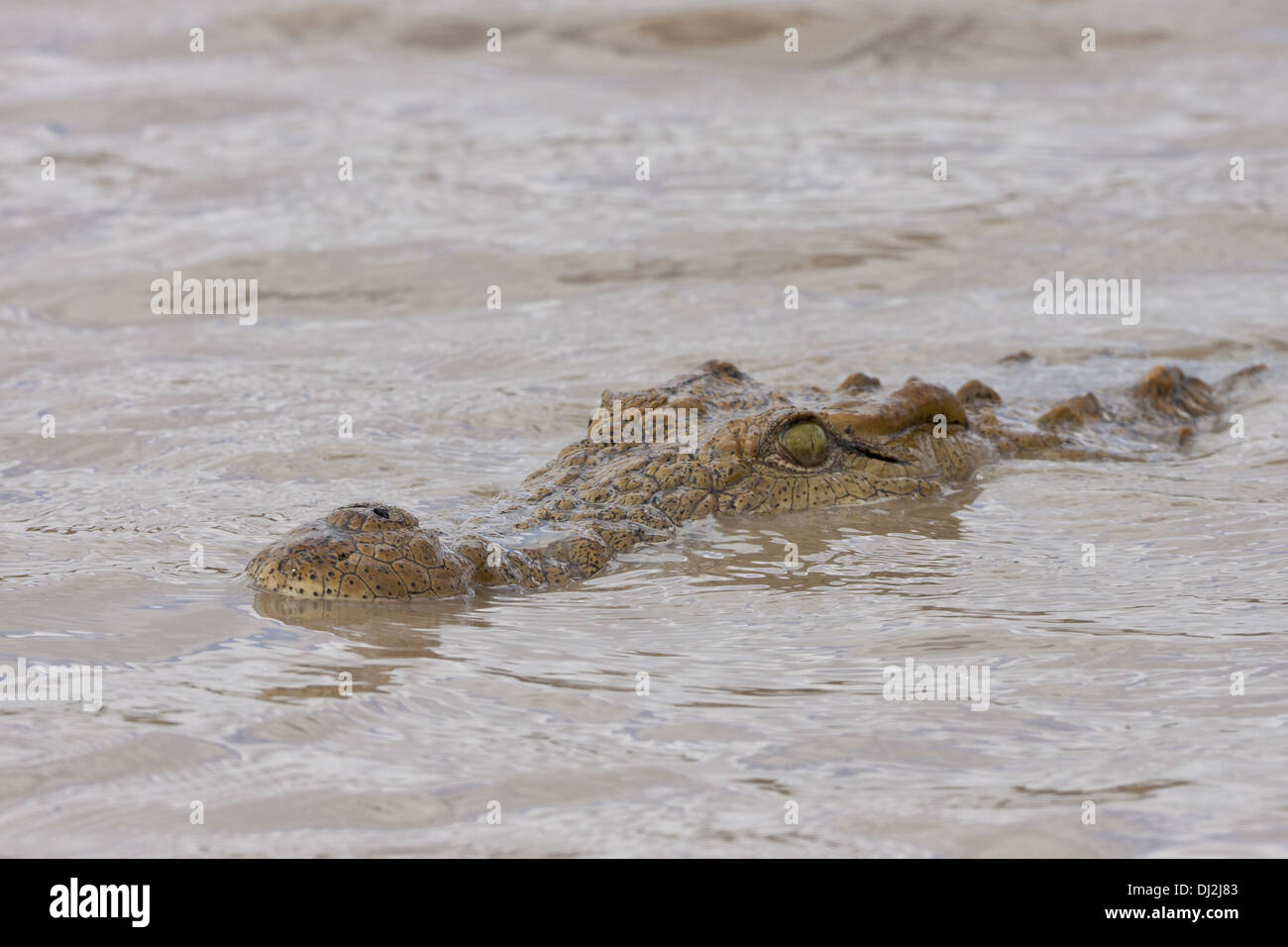 Bony crocodiles hi-res stock photography and images - Alamy