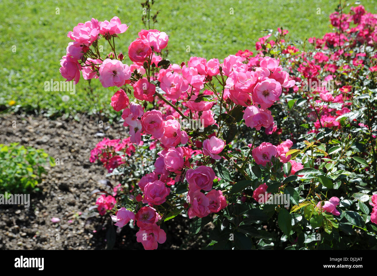 Rosa angela rose hi-res stock photography and images - Alamy