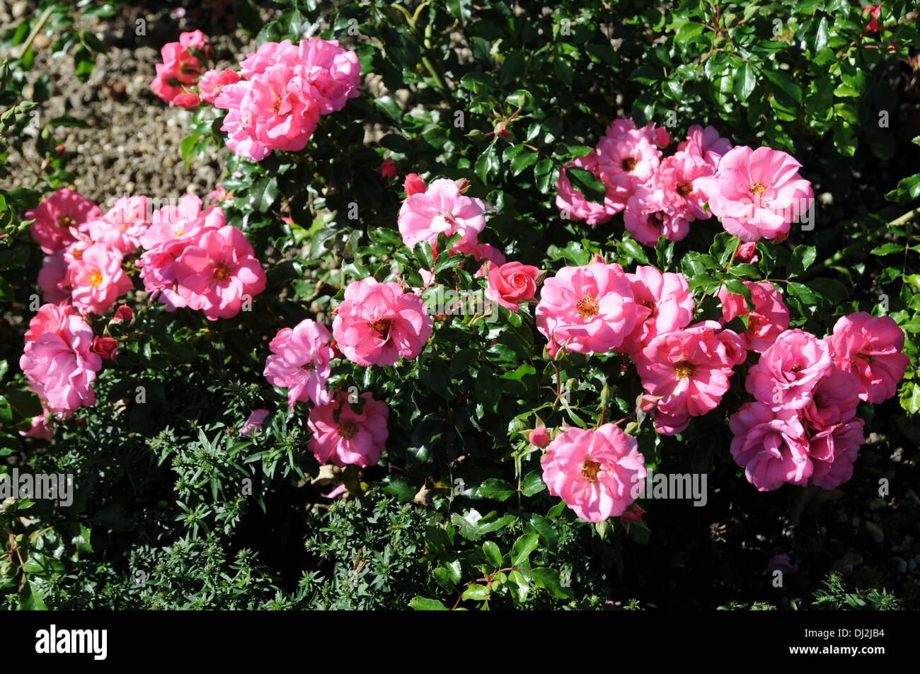 Hybrid blume hi-res stock photography and images - Alamy