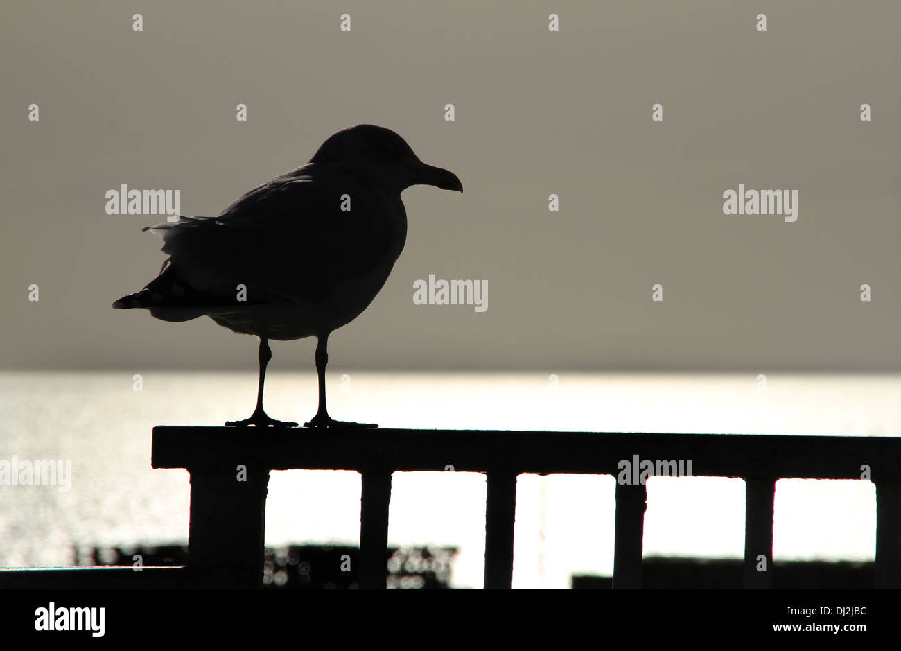 Aggressive seagull hi-res stock photography and images - Alamy