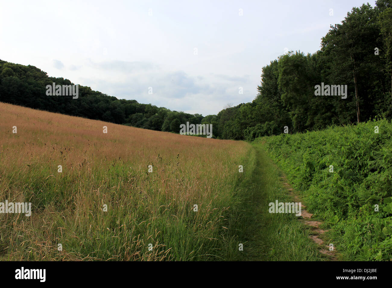 The walk alongside the brook at the Knapp & Papermill Nature Reserve ...