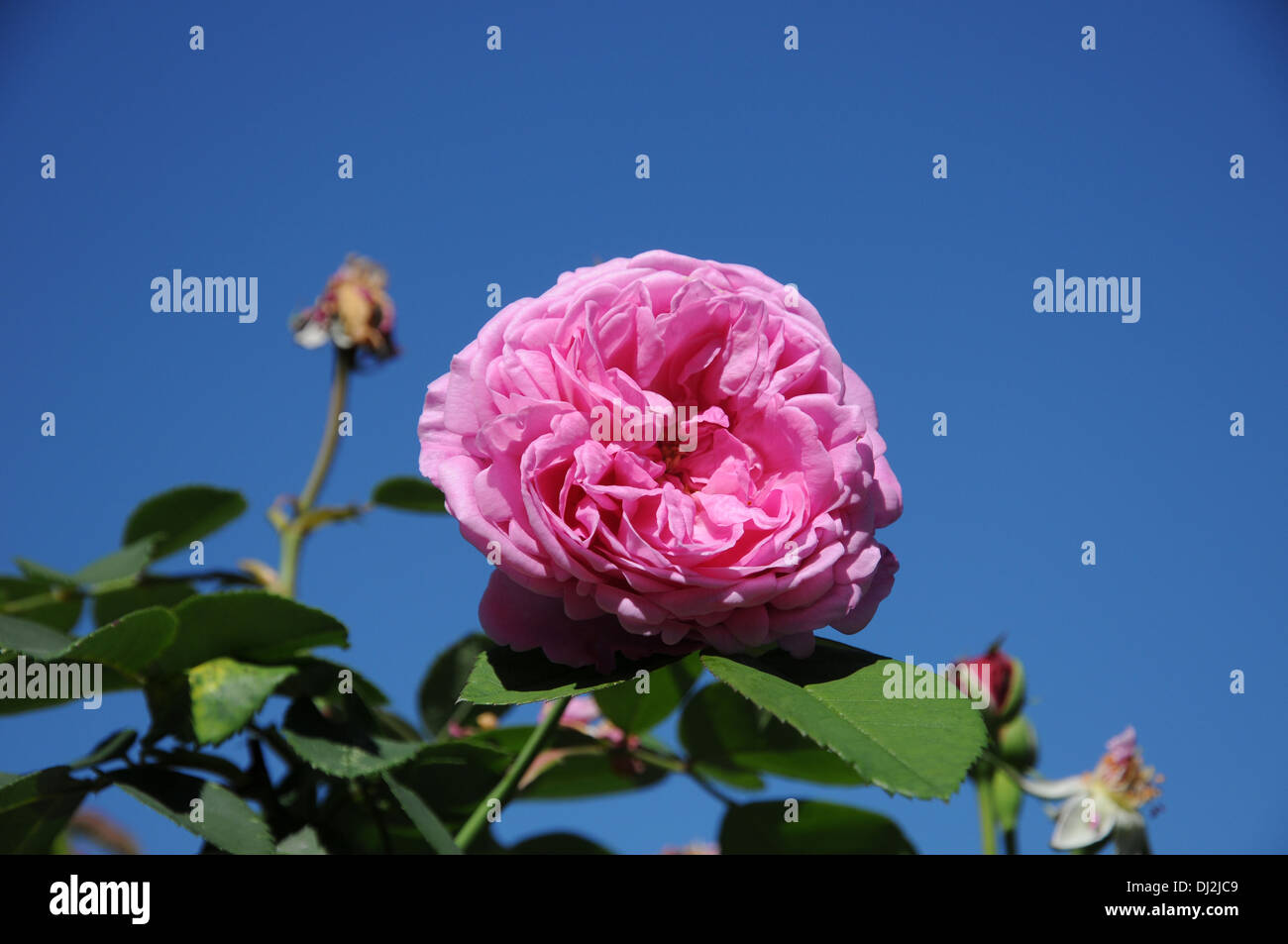 Bourbon rose hi-res stock photography and images - Alamy