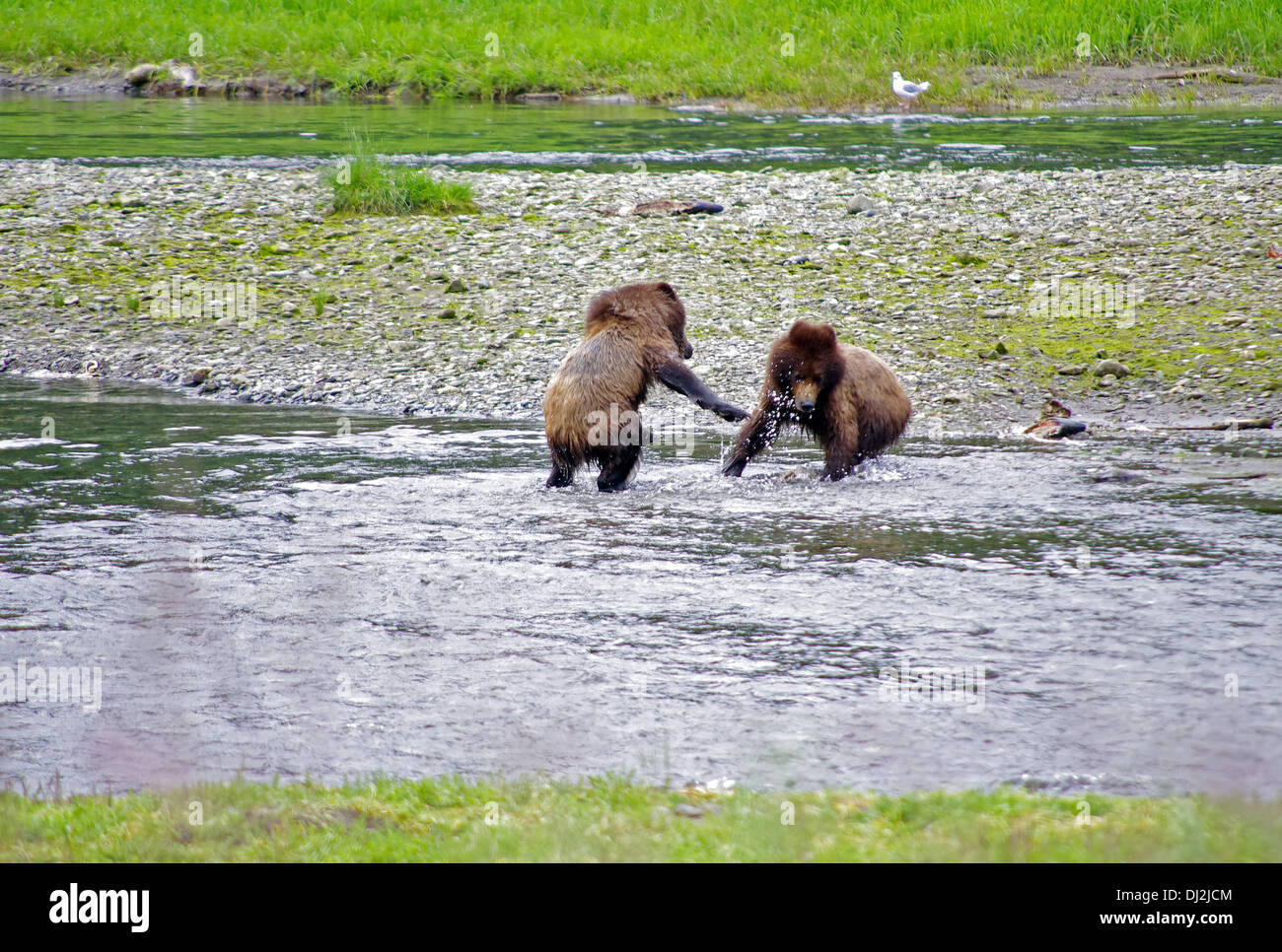 playing bear cubs Stock Photo - Alamy