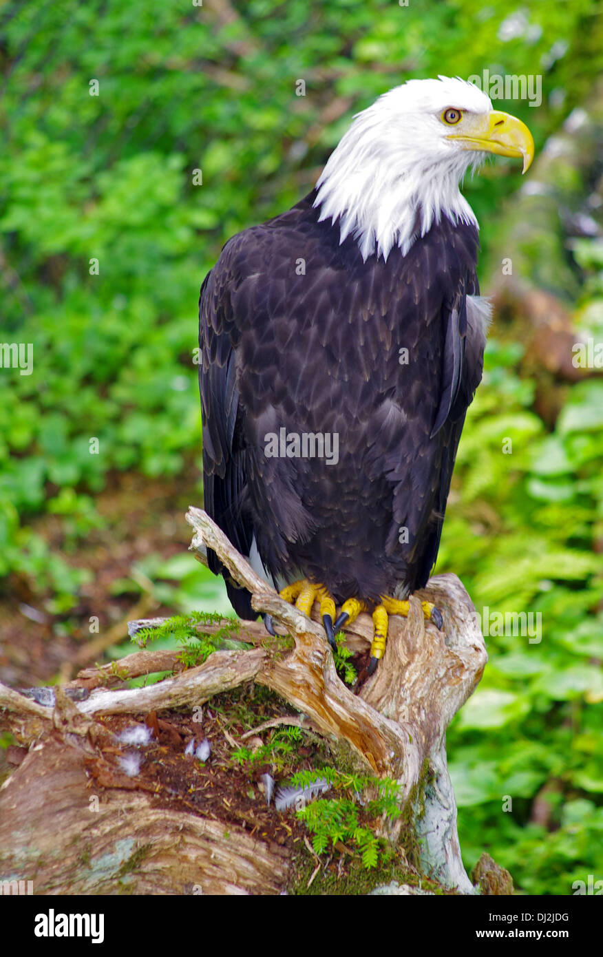 Proud bald eagle hi-res stock photography and images - Alamy