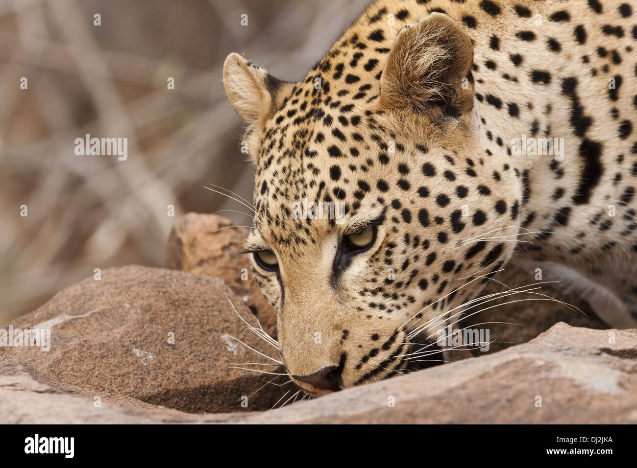 Leopard (Panthera pardus Stock Photo - Alamy