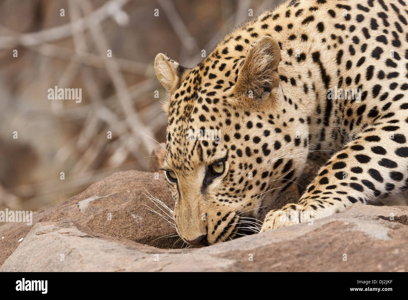 Leopard (Panthera pardus Stock Photo - Alamy