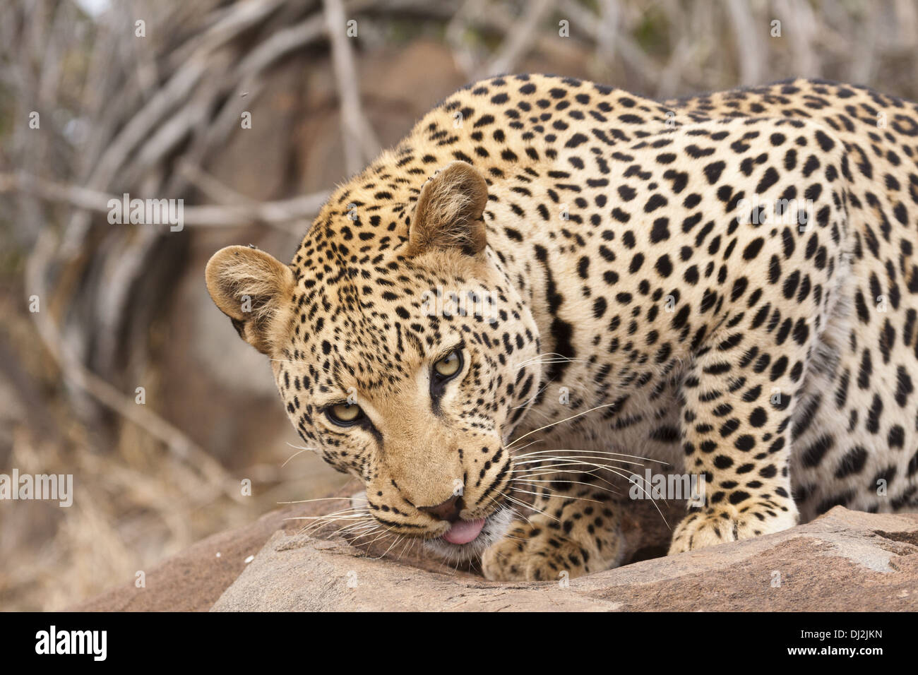 Leopard (Panthera pardus) in portrait Stock Photo - Alamy