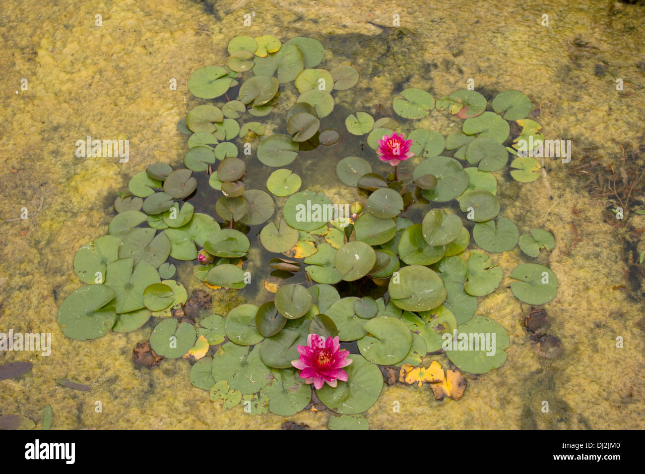 Lily pads and tropical plants hi-res stock photography and images - Alamy