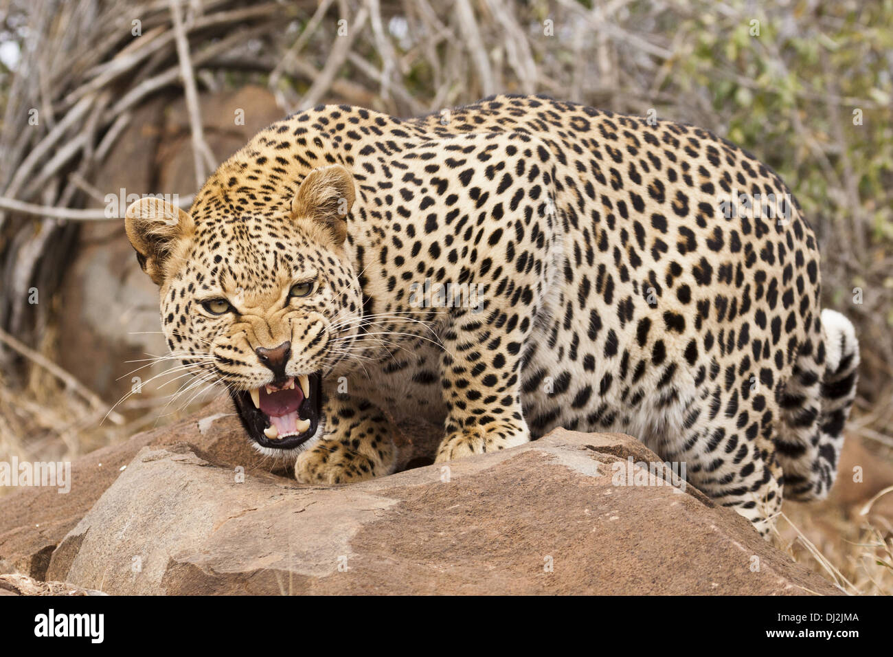 Leopard (Panthera pardus Stock Photo - Alamy