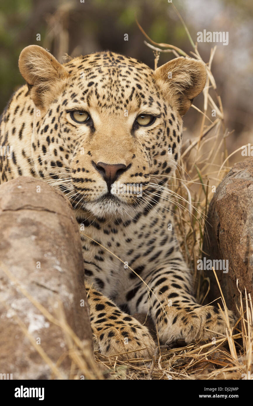 Leopard (Panthera pardus) in portrait Stock Photo - Alamy
