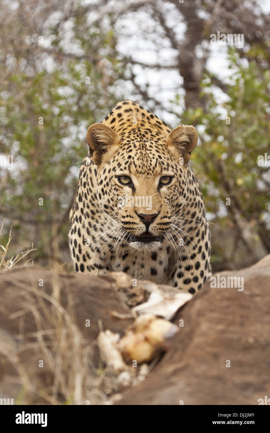 Leopard (Panthera pardus) in portrait Stock Photo - Alamy