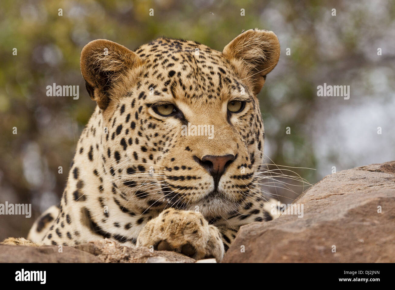 Leopard (Panthera pardus) in portrait Stock Photo - Alamy