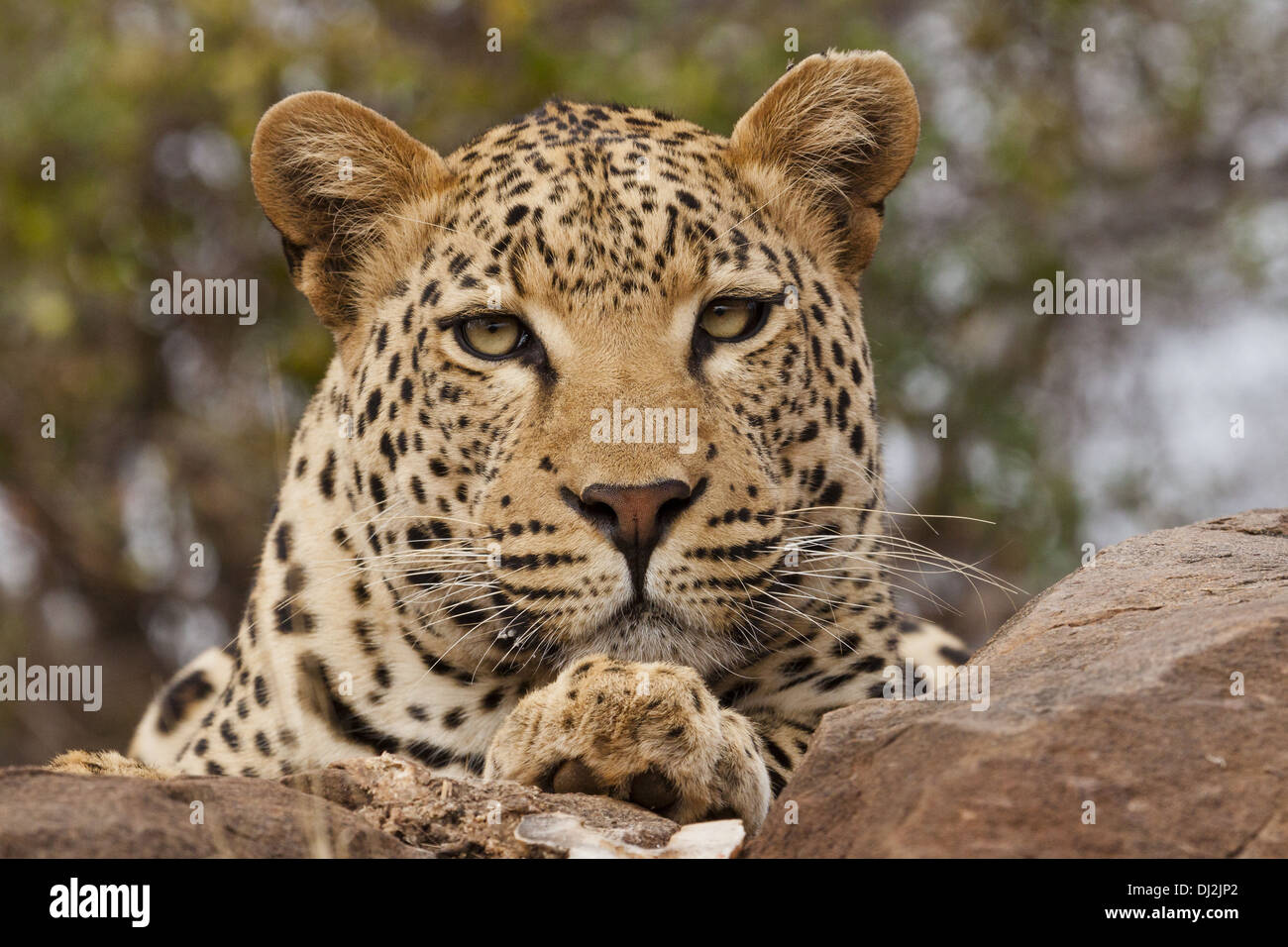 Leopard (Panthera pardus) in portrait Stock Photo - Alamy