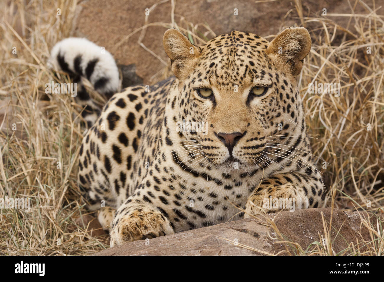 Leopard (Panthera pardus) in portrait Stock Photo - Alamy