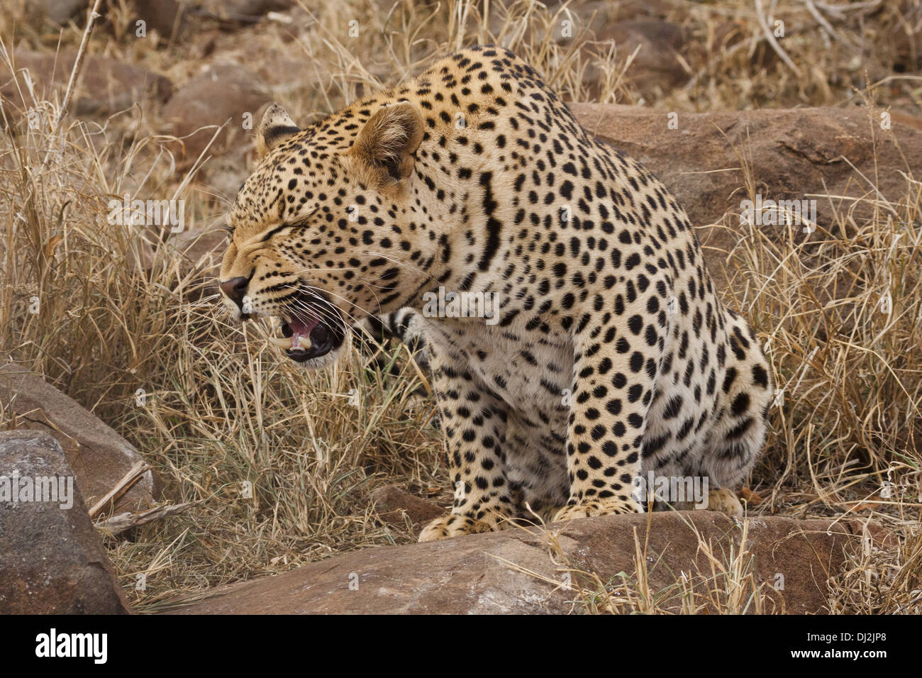 Leopard (Panthera pardus Stock Photo - Alamy