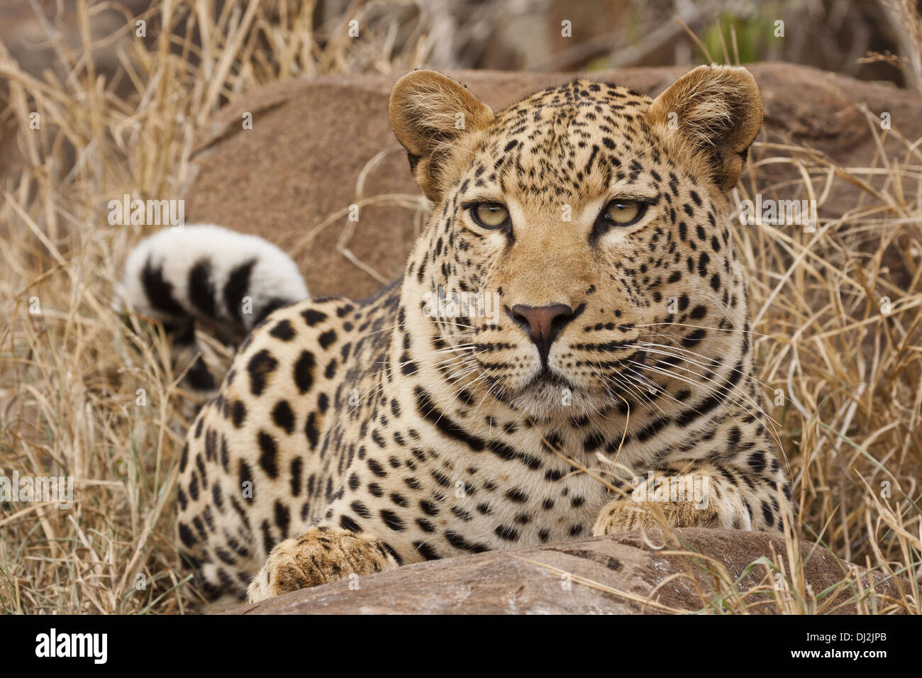 Leopard (Panthera pardus) in portrait Stock Photo - Alamy