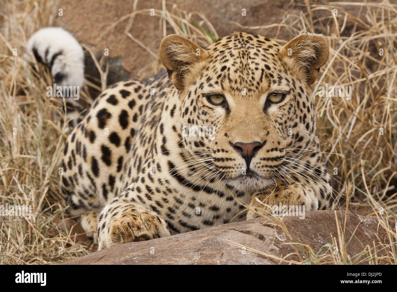 Leopard (Panthera pardus) in portrait Stock Photo - Alamy