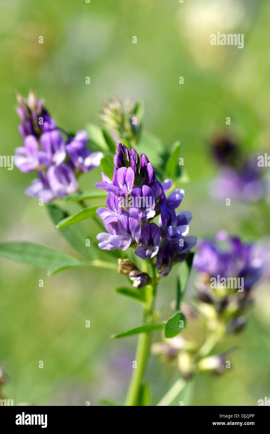 Burclover hi-res stock photography and images - Alamy