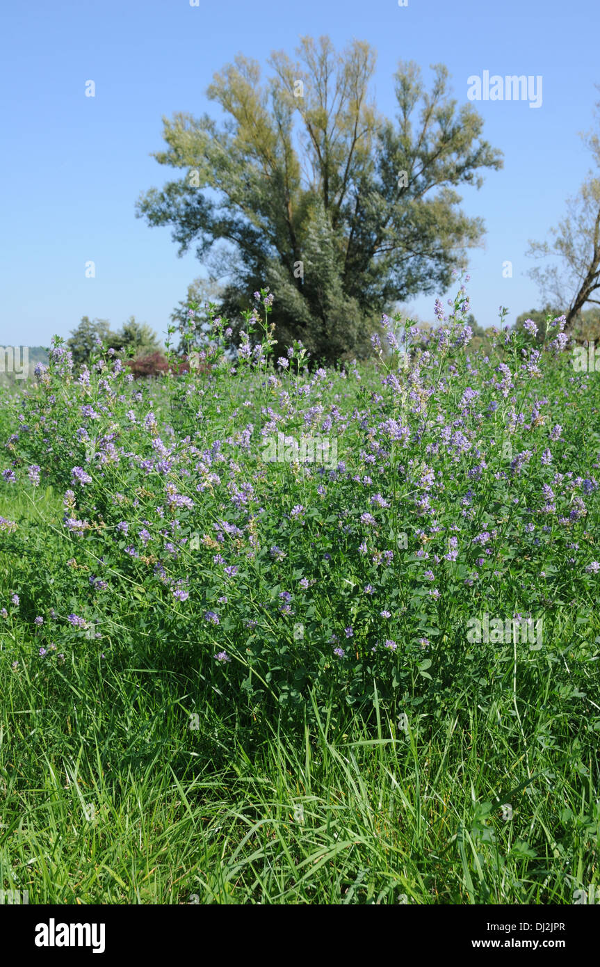 Medicago sativa luzerne hi-res stock photography and images - Alamy