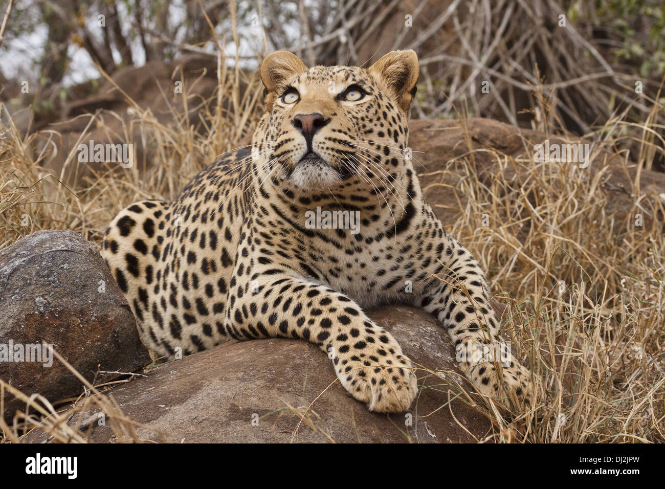 Leopard (Panthera pardus Stock Photo - Alamy