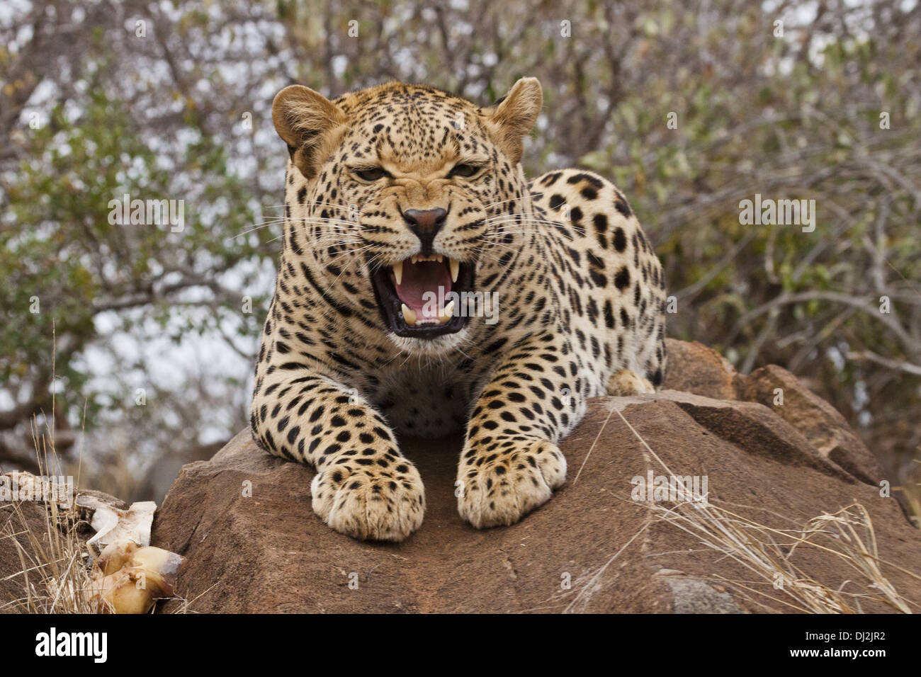 Panthera pardus hi-res stock photography and images - Alamy