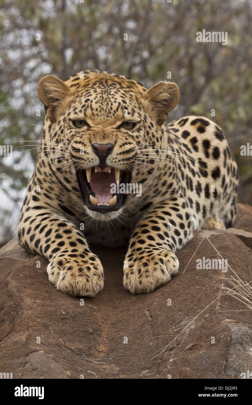 Leopard (Panthera pardus) in portrait Stock Photo - Alamy