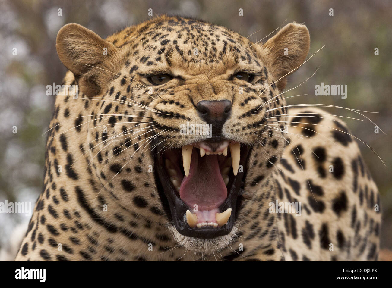 Leopard (Panthera pardus) in portrait Stock Photo - Alamy
