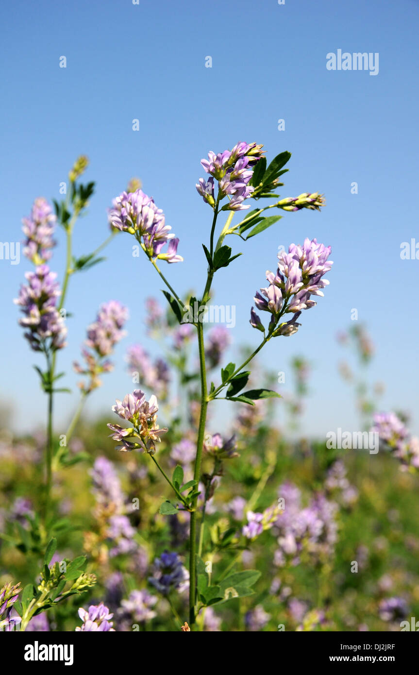 Medicago sativa luzerne hi-res stock photography and images - Alamy