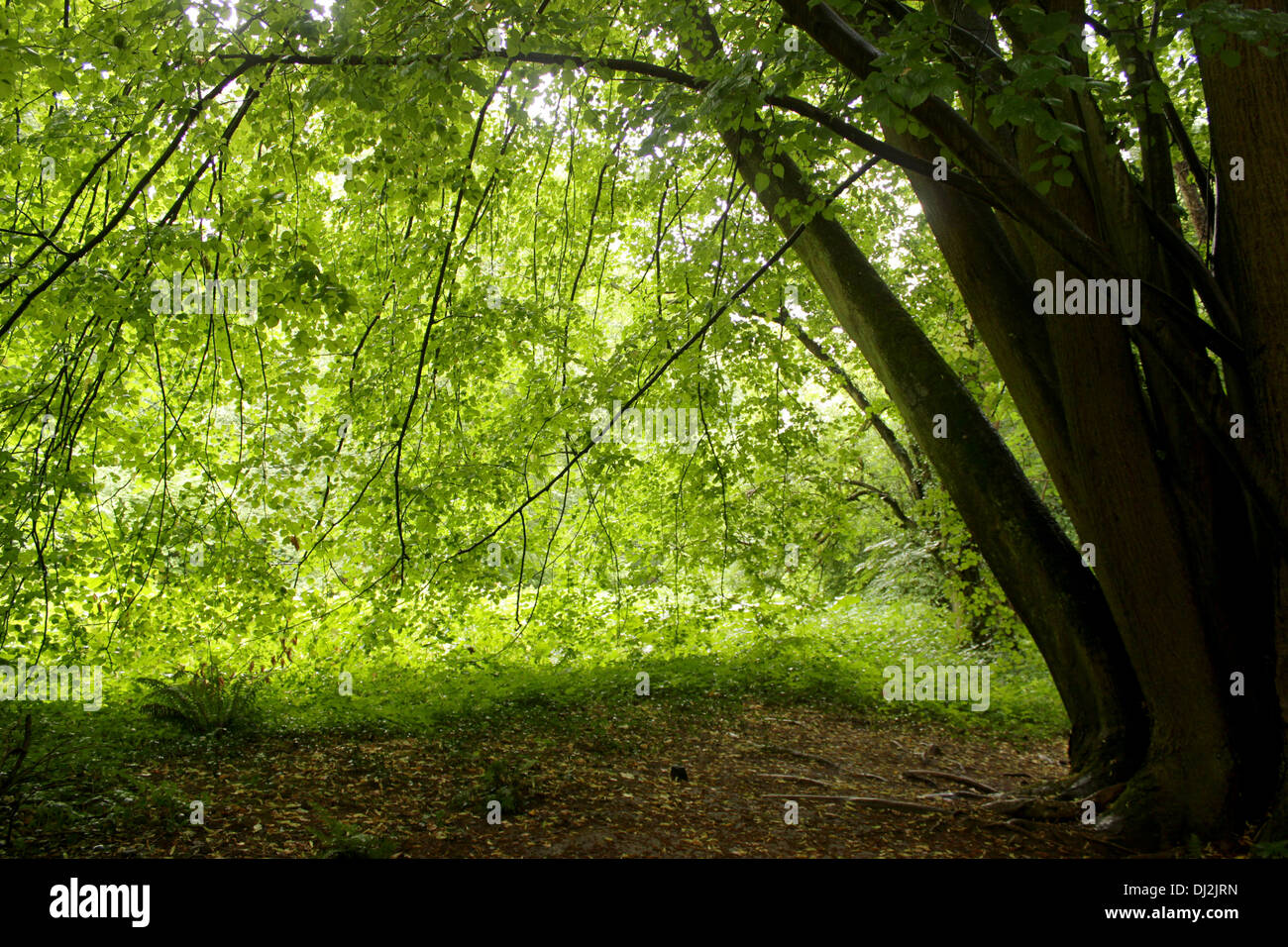 Beautiful reserve in Alfrick, Worcestershire consisting of old valley ...