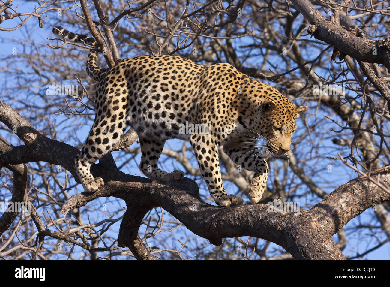 Leopard (Panthera pardus) in tree climbing around Stock Photo - Alamy