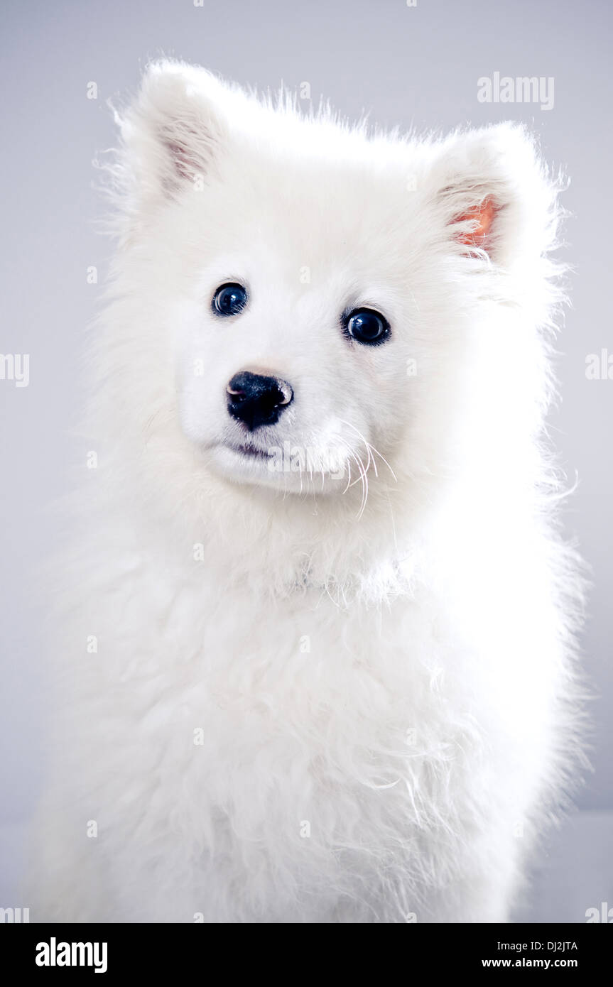 Samoyed pup hi-res stock photography and images - Alamy