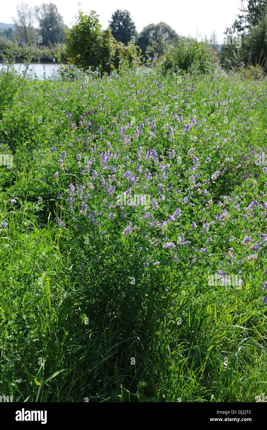 Burclover hi-res stock photography and images - Alamy