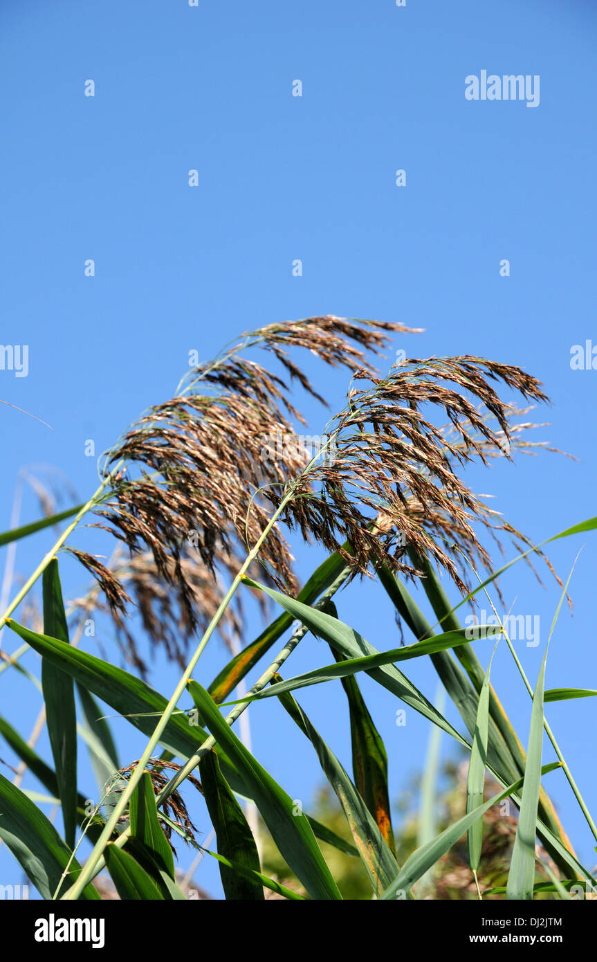 Common reed phragmites australis schilfrohr hi-res stock photography ...