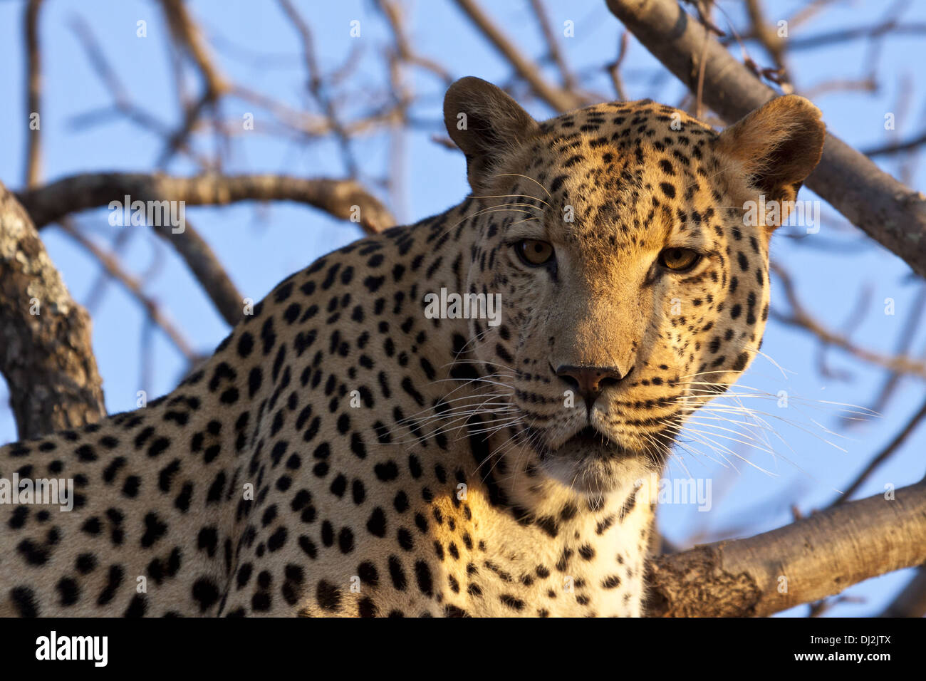 Leopard (Panthera pardus) in tree climbing around Stock Photo - Alamy